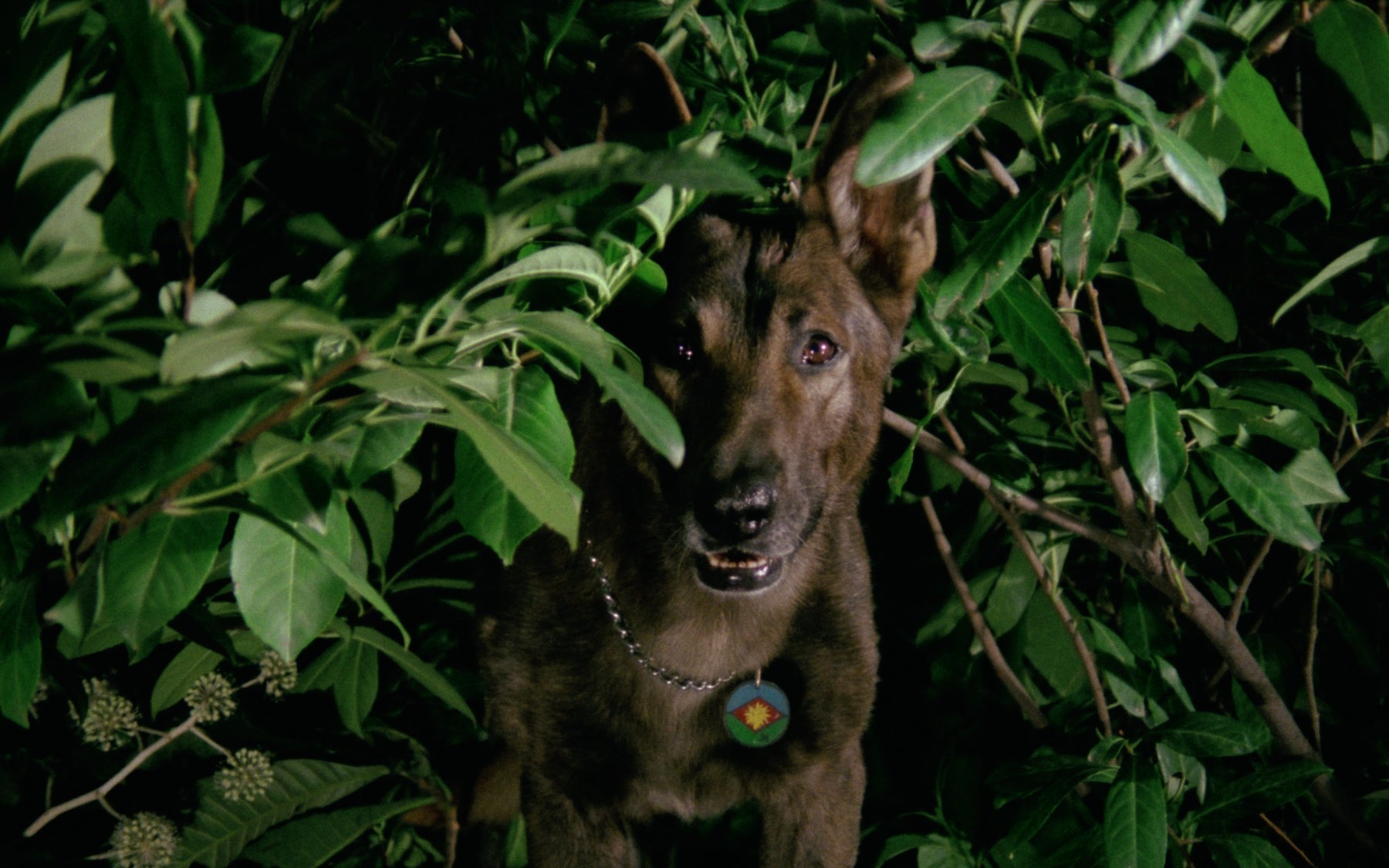 A Dog Called... Vengeance [Blu-ray] – Severin Films