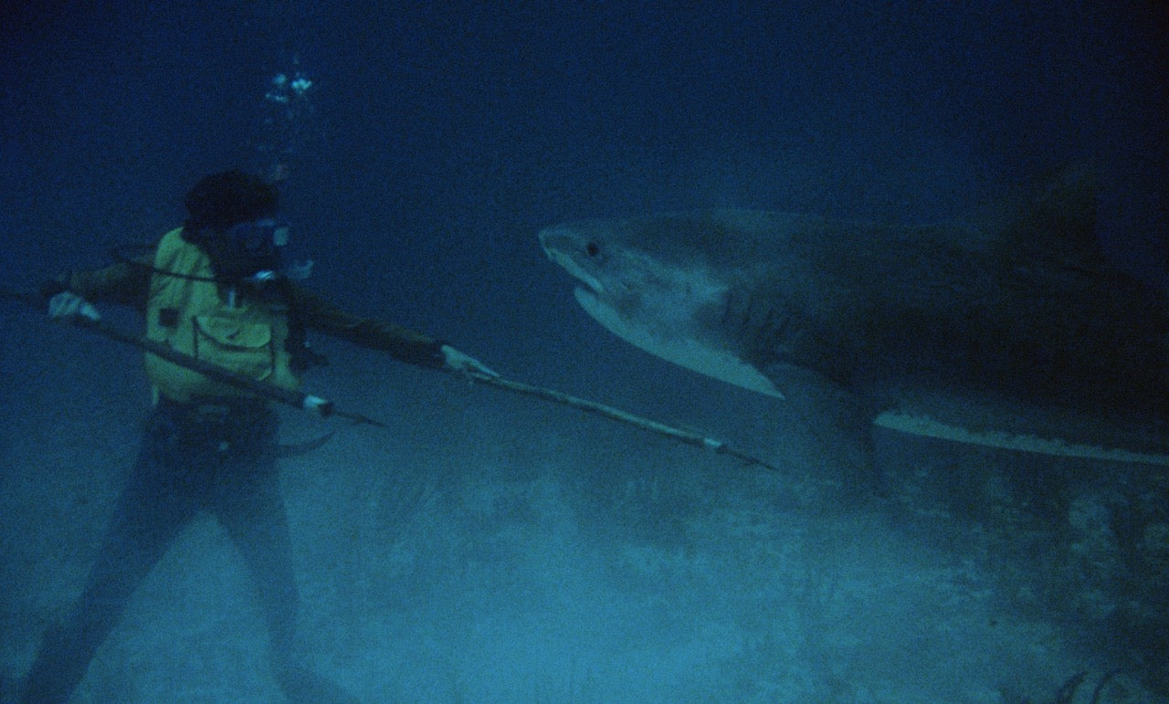 Feeding Frenzy Exclusive Slipcase w/ [3] Shark Blu-rays – Severin Films